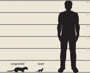 Weasels | Wildlife Illinois