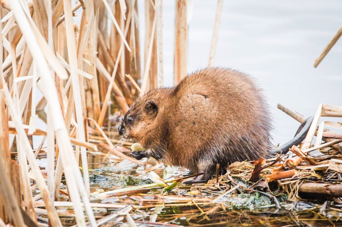Muskrat | Wildlife Illinois