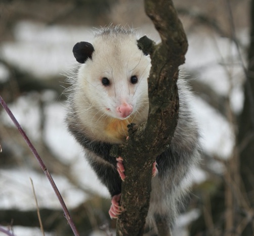 Virginia Opossum | Wildlife Illinois