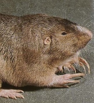 Plains Pocket Gopher | Wildlife Illinois