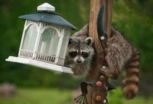 Raccoon | Wildlife Illinois