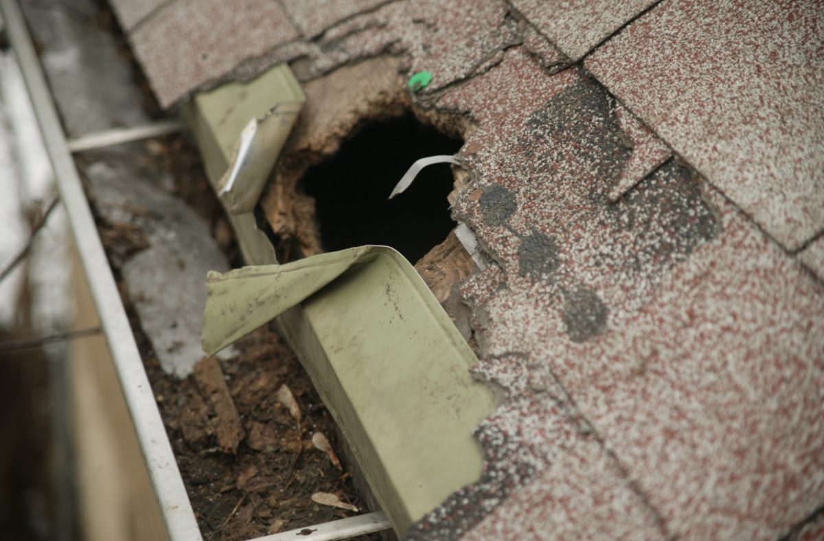 Roof Damage | Wildlife Illinois