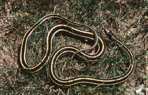 Snakes | Wildlife Illinois