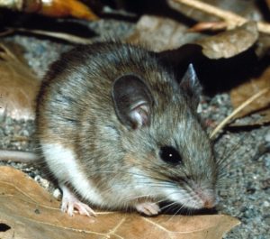 Rats and Mice | Wildlife Illinois