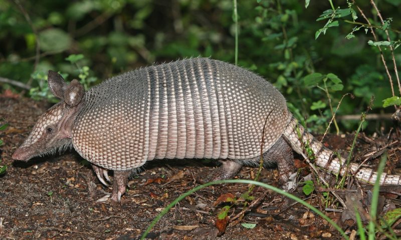 Nine-banded Armadillo | Wildlife Illinois