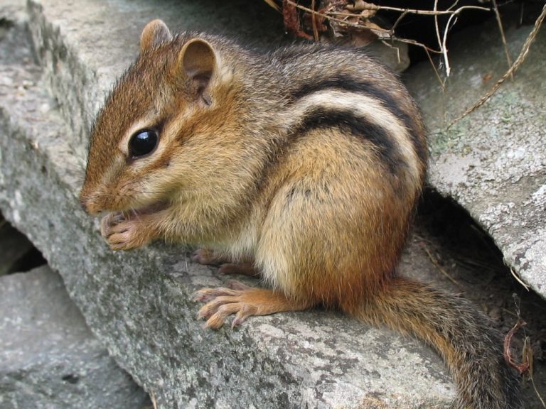 Chipmunk | Wildlife Illinois