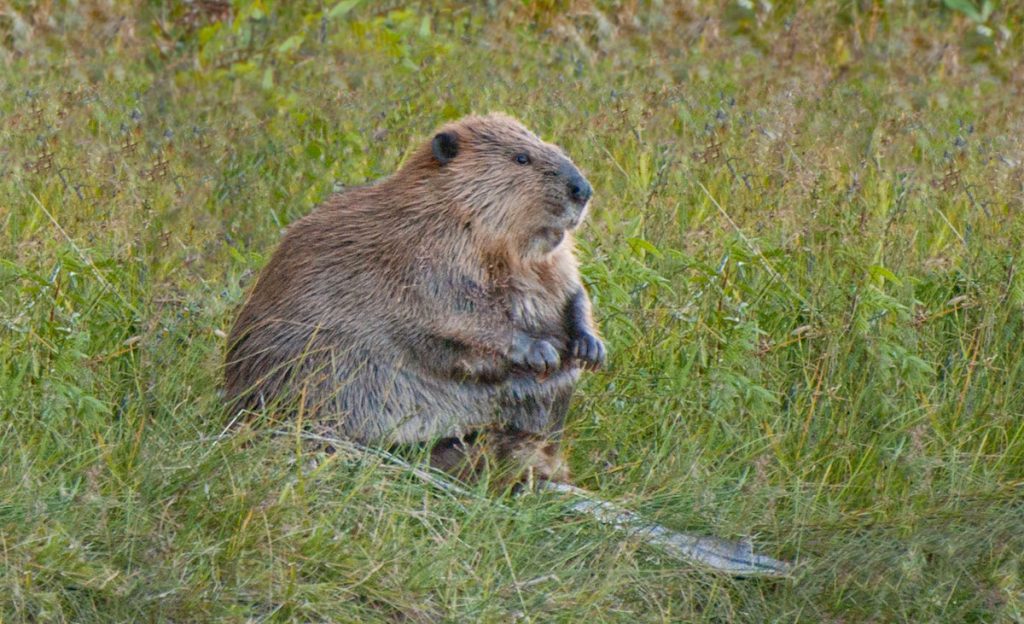 Beaver | Wildlife Illinois