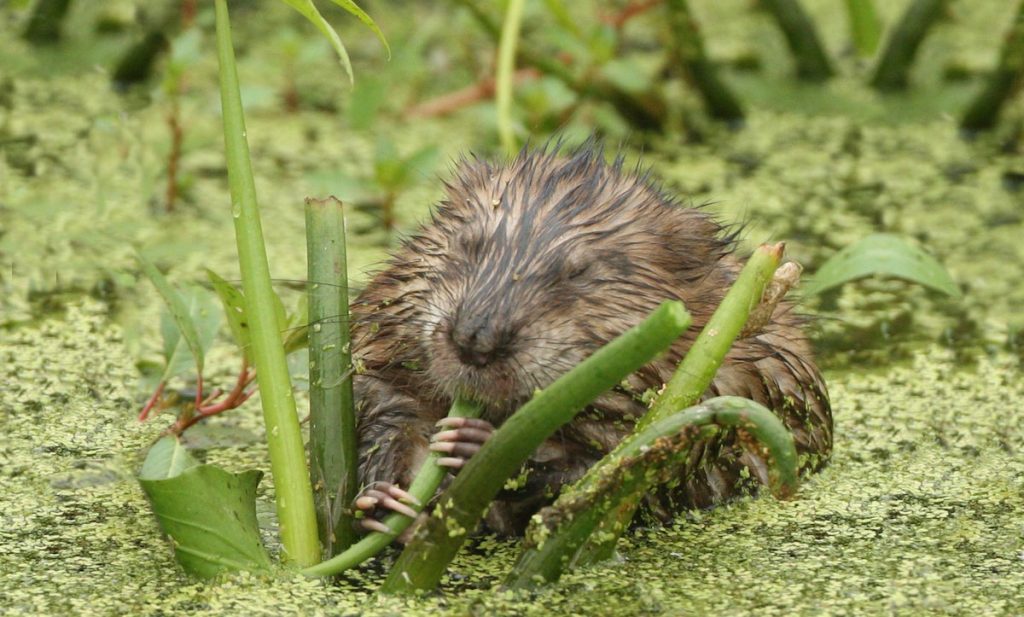 Muskrat | Wildlife Illinois