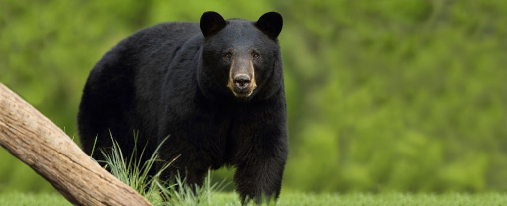 Black Bear | Wildlife Illinois
