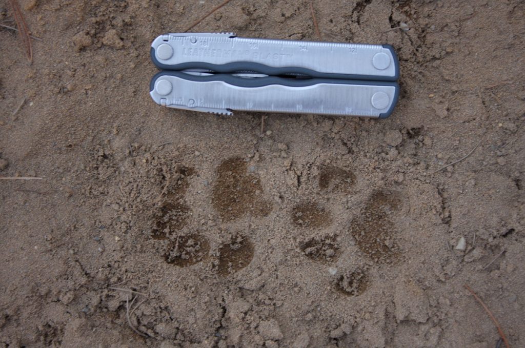Bobcat Tracks | Wildlife Illinois