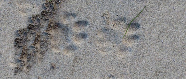 Bobcat Tracks | Wildlife Illinois