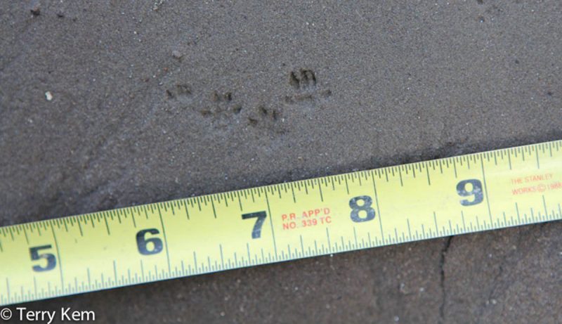 Mouse Tracks | Wildlife Illinois