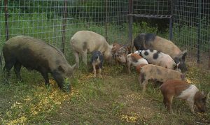 Feral Swine | Wildlife Illinois
