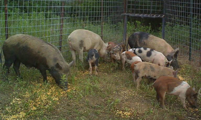Feral Swine | Wildlife Illinois