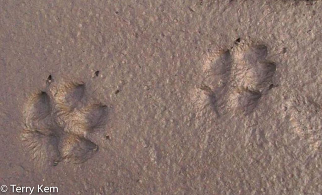 Red Fox Tracks | Wildlife Illinois