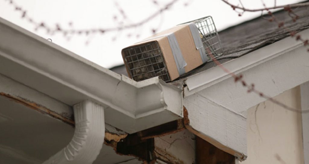 Soffit Damage | Wildlife Illinois