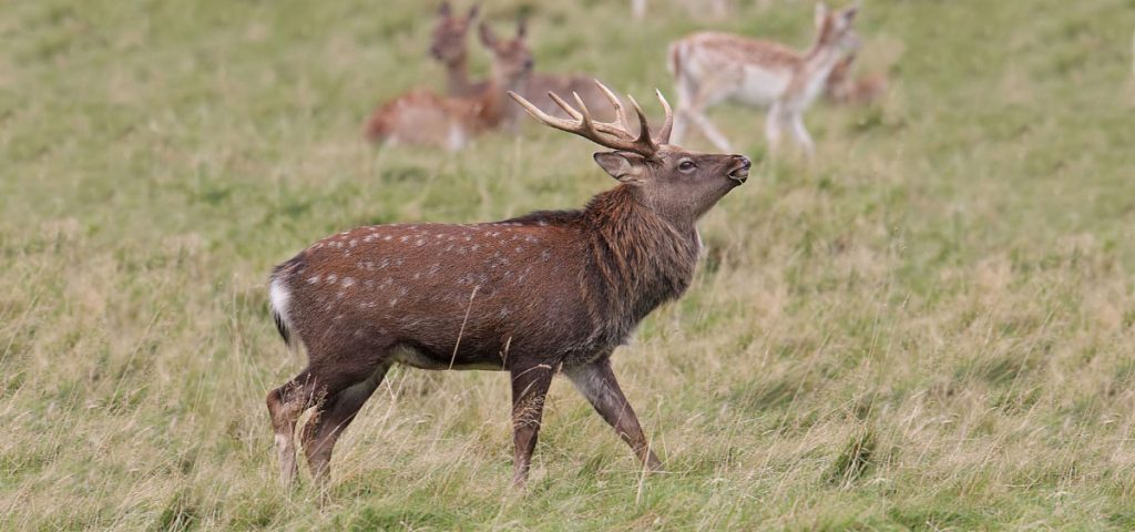 Non-native Deer | Wildlife Illinois