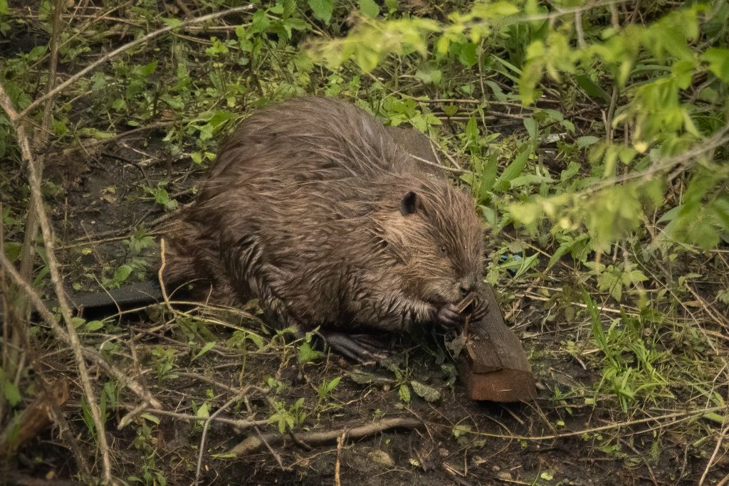 Beaver Tracks | Wildlife Illinois