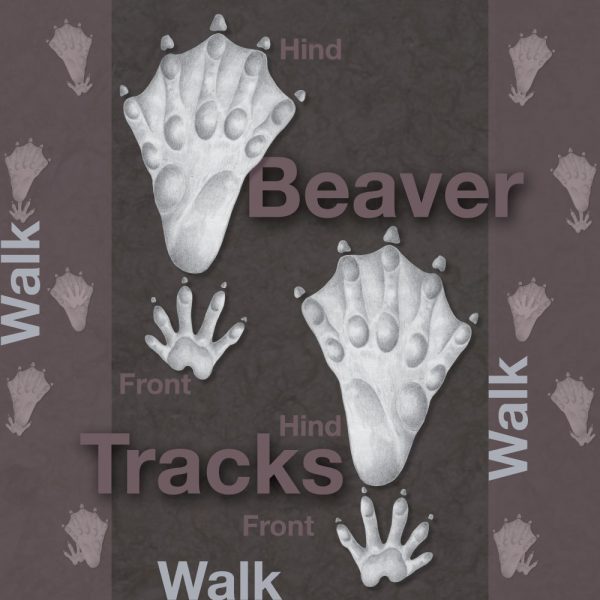 Beaver Tracks | Wildlife Illinois