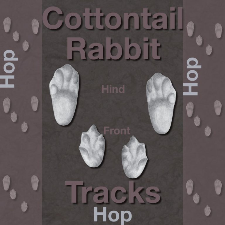 Rabbit Tracks | Wildlife Illinois