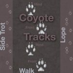 Coyote Tracks | Wildlife Illinois