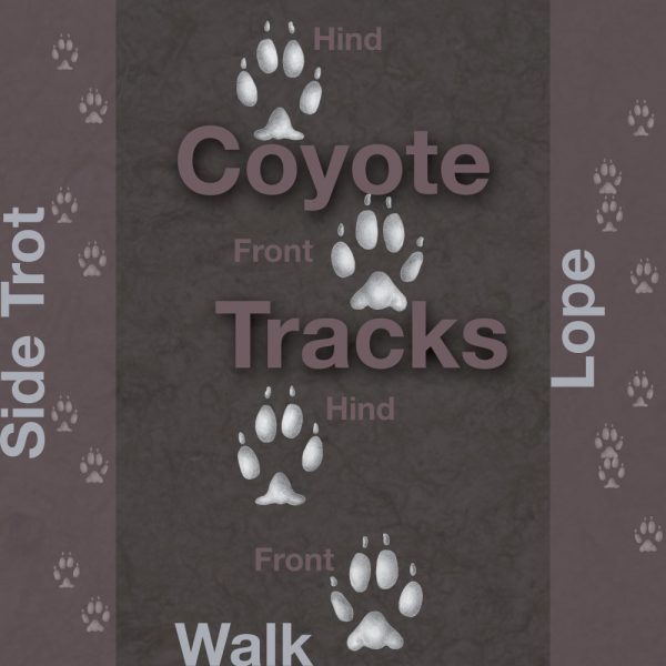 Coyote Tracks | Wildlife Illinois