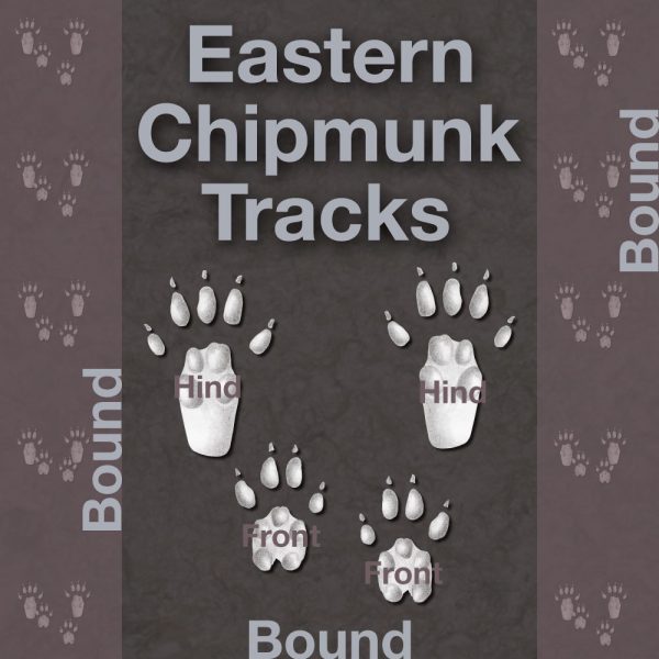 Chipmunk Tracks | Wildlife Illinois