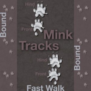 American Mink Tracks | Wildlife Illinois