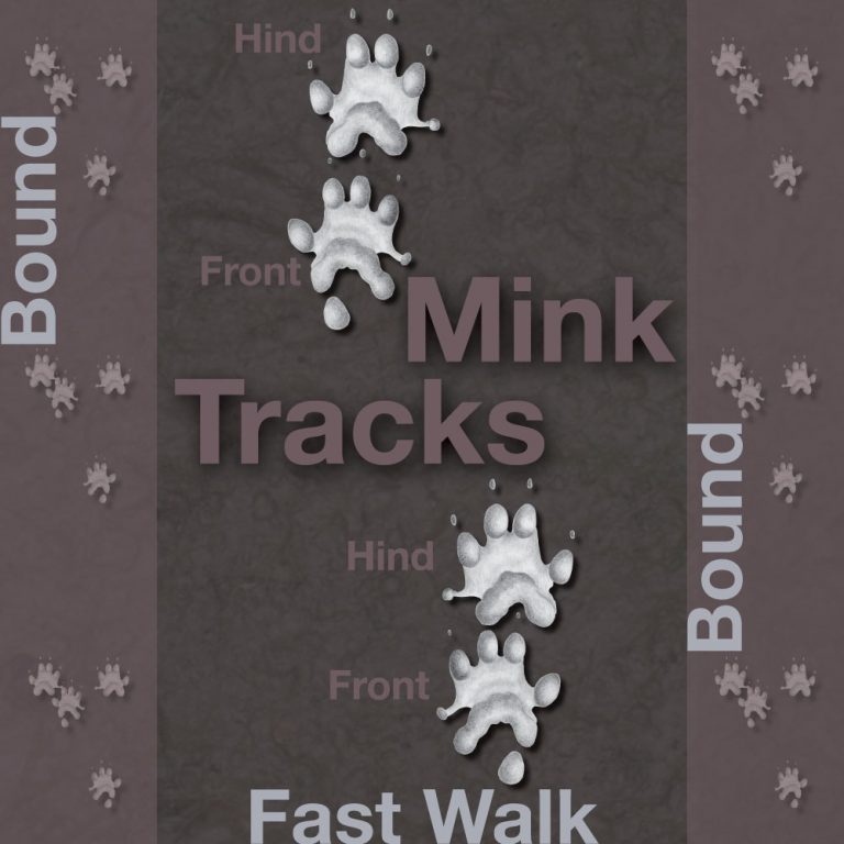 American Mink Tracks | Wildlife Illinois