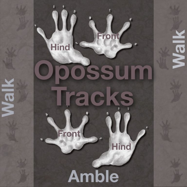 Opossum Tracks | Wildlife Illinois