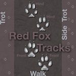 Red Fox Tracks | Wildlife Illinois