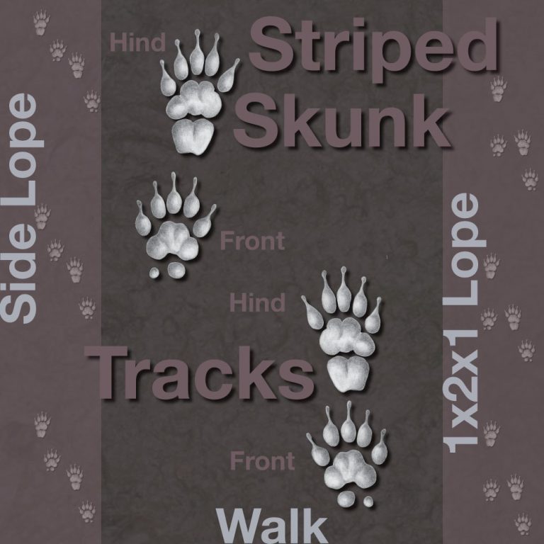 Striped Skunk Tracks | Wildlife Illinois