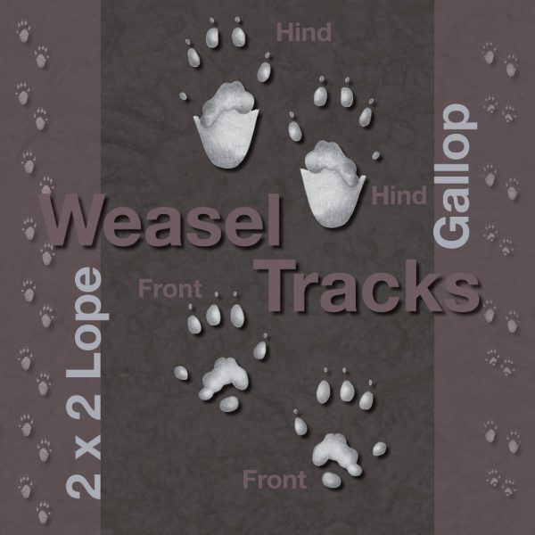 Weasel Tracks | Wildlife Illinois