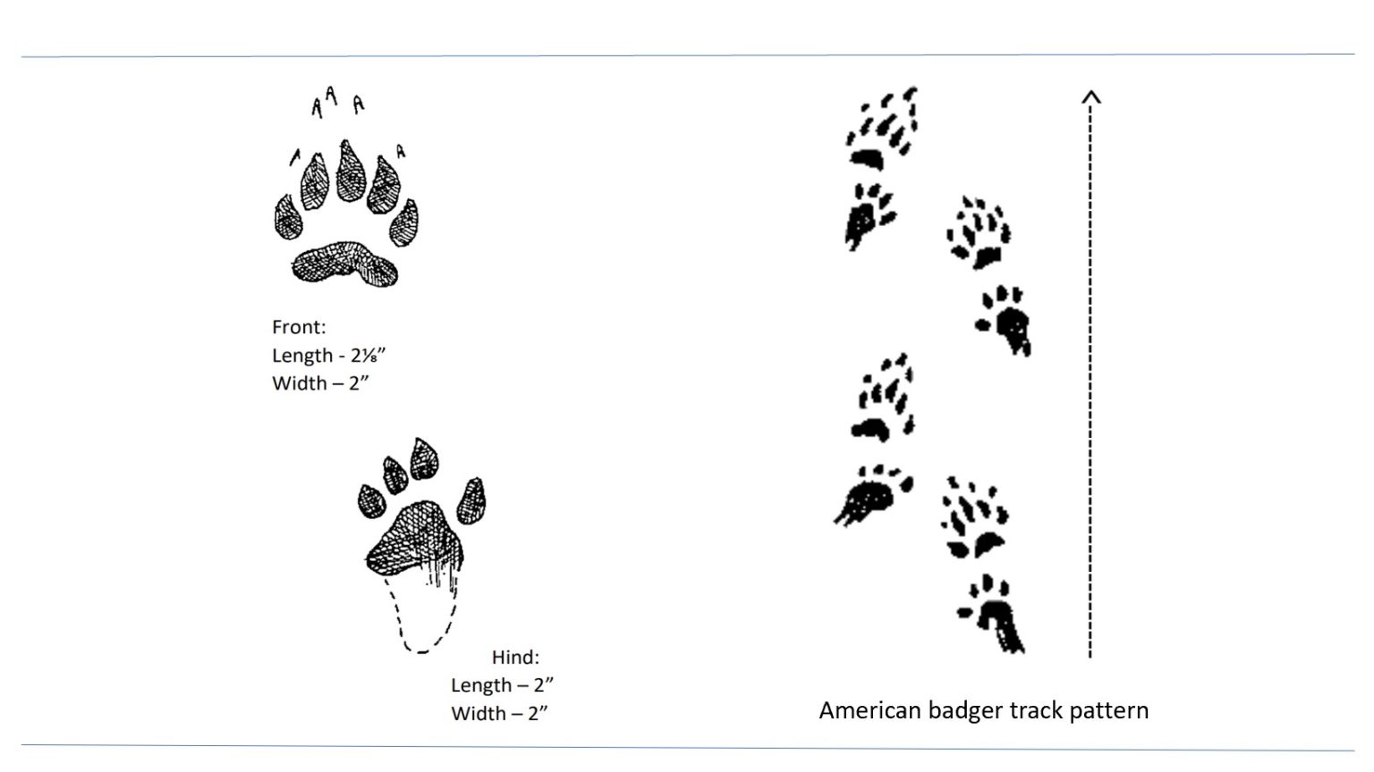 American Badger | Wildlife Illinois