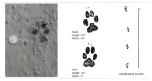 Coyote Tracks | Wildlife Illinois