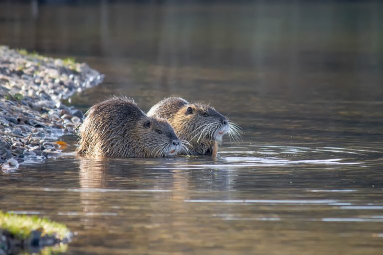 Nutria | Wildlife Illinois