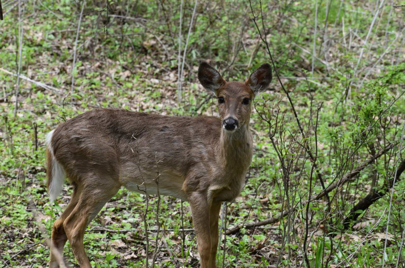 Wildlife Diseases | Wildlife Illinois